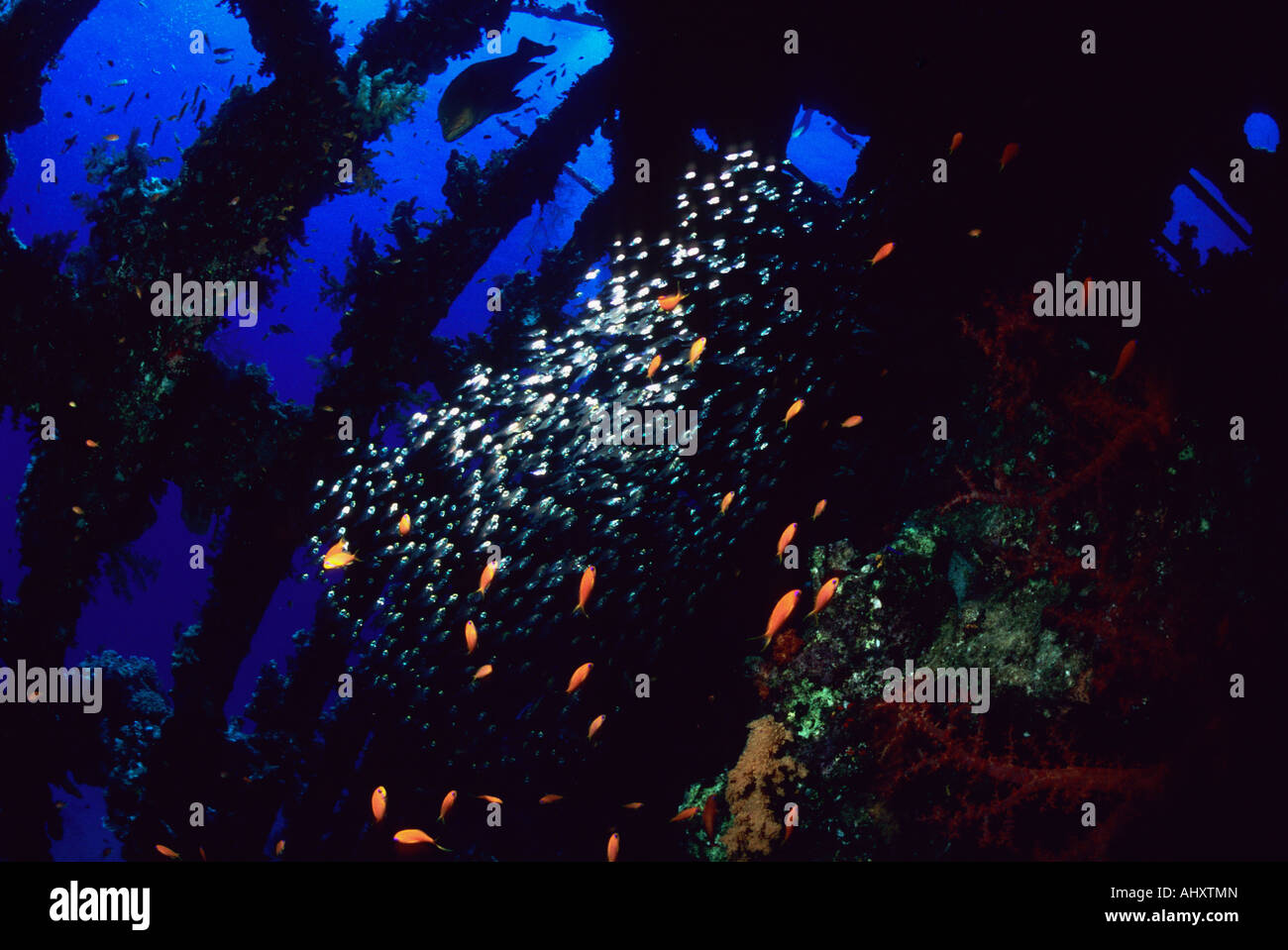 Underwater ship Wreck. Ship wreck in Egyptian Red Sea. The Carnatic ...