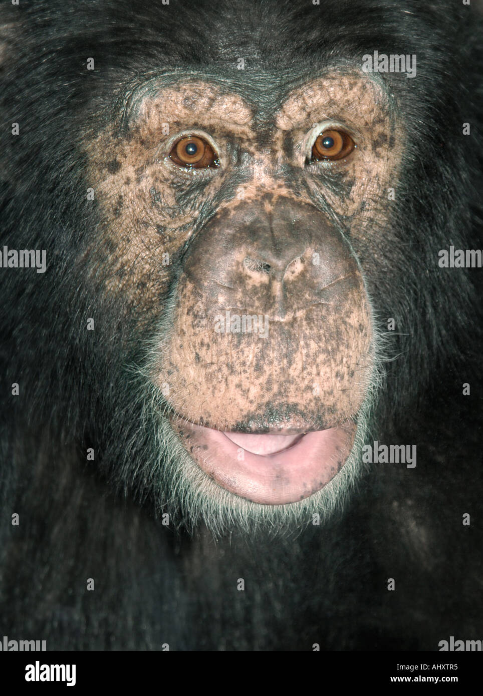 Chimp face close hi-res stock photography and images - Alamy