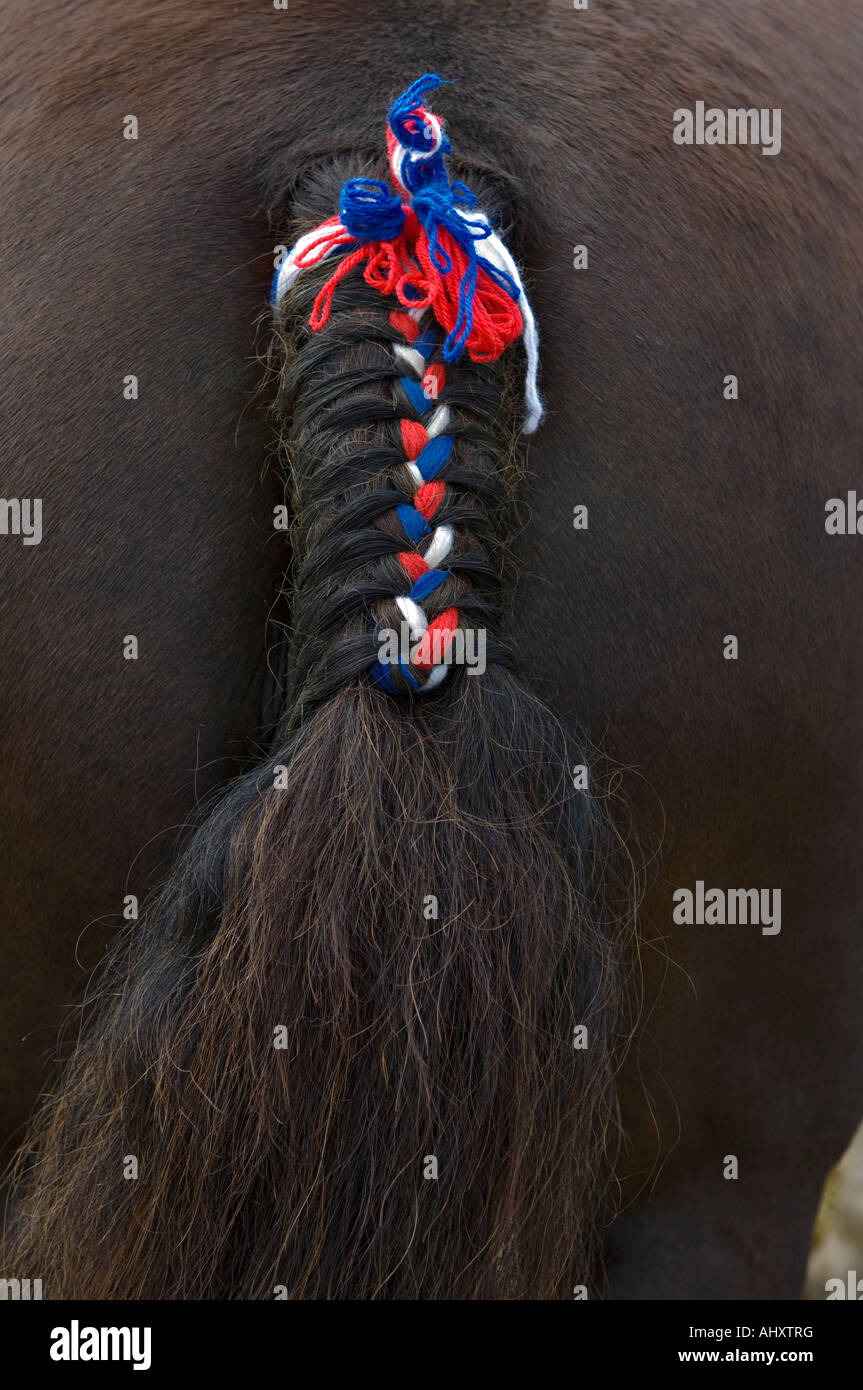 Horse Tail Braid Stock Photos & Horse Tail Braid Stock Images - Alamy