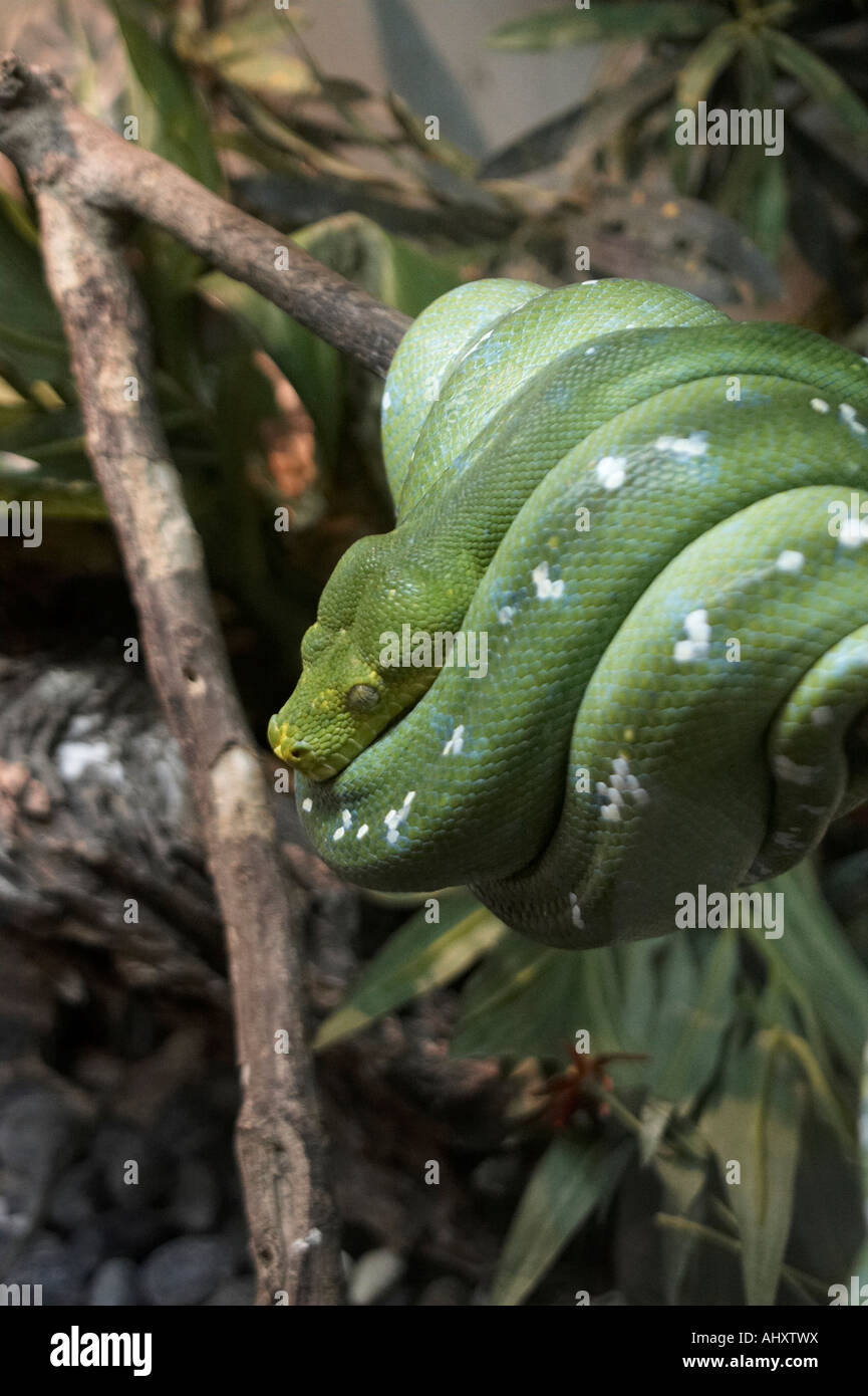 Green Tree Python Morelia viridis Stock Photo - Alamy