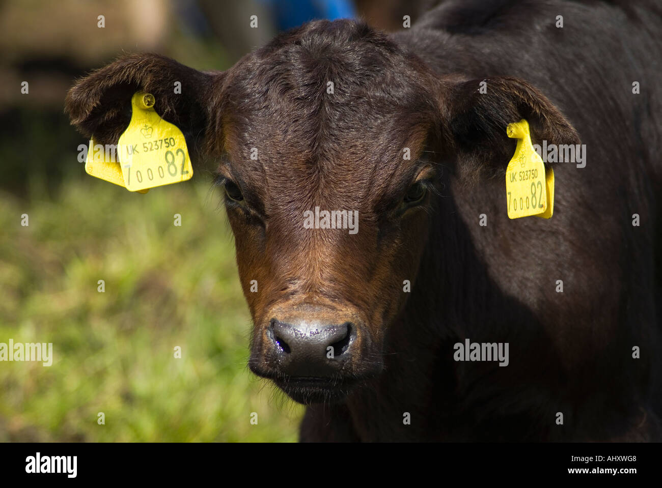 Calf with ear tag hi-res stock photography and images - Alamy