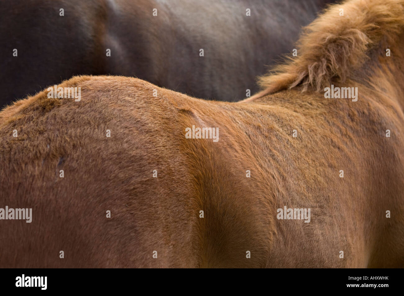 Rump horse hi-res stock photography and images - Alamy