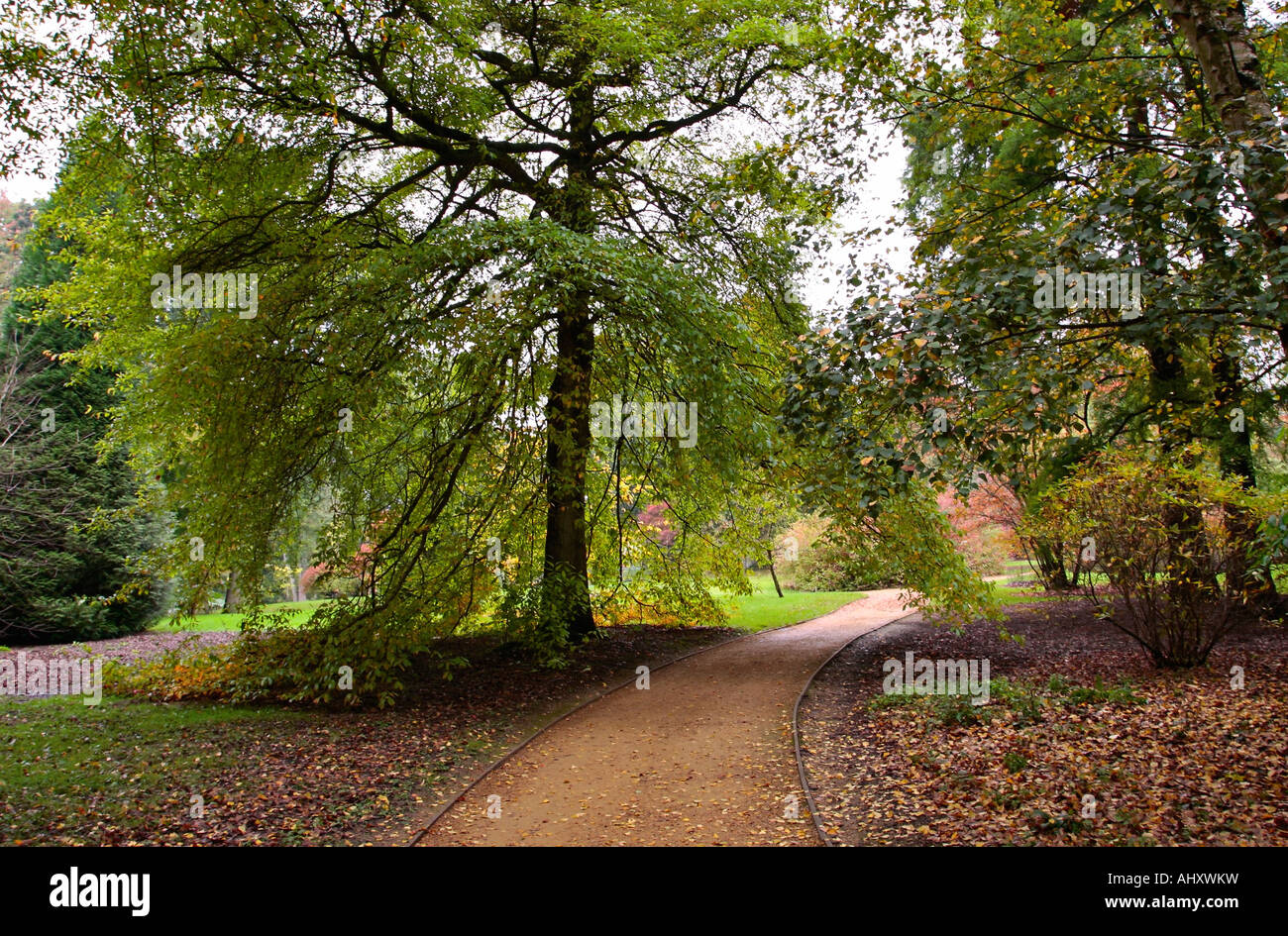 The Black Tupelo tree (Nyssa sylvatica) in autumn Stock Photo - Alamy