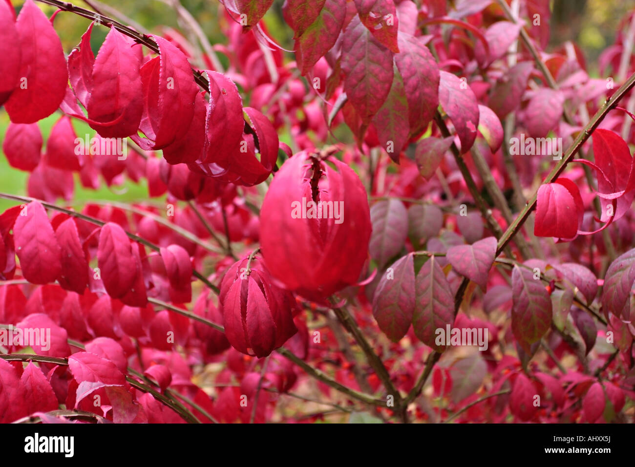 Red spindle hi-res stock photography and images - Alamy