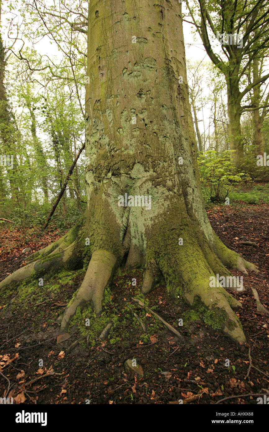 Base of a tree trunk Stock Photo - Alamy