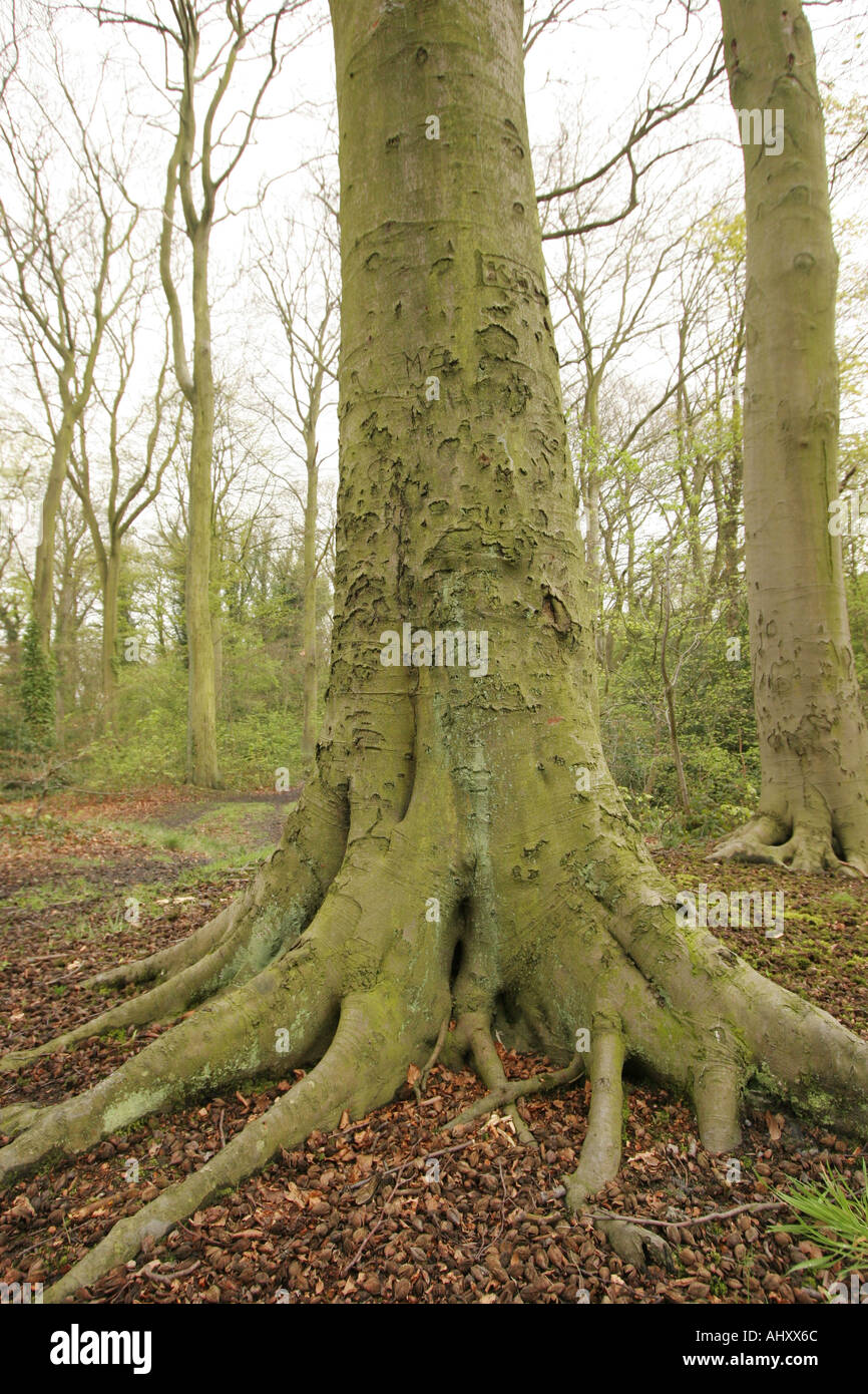 Cant see the wood for the trees hi-res stock photography and images - Alamy