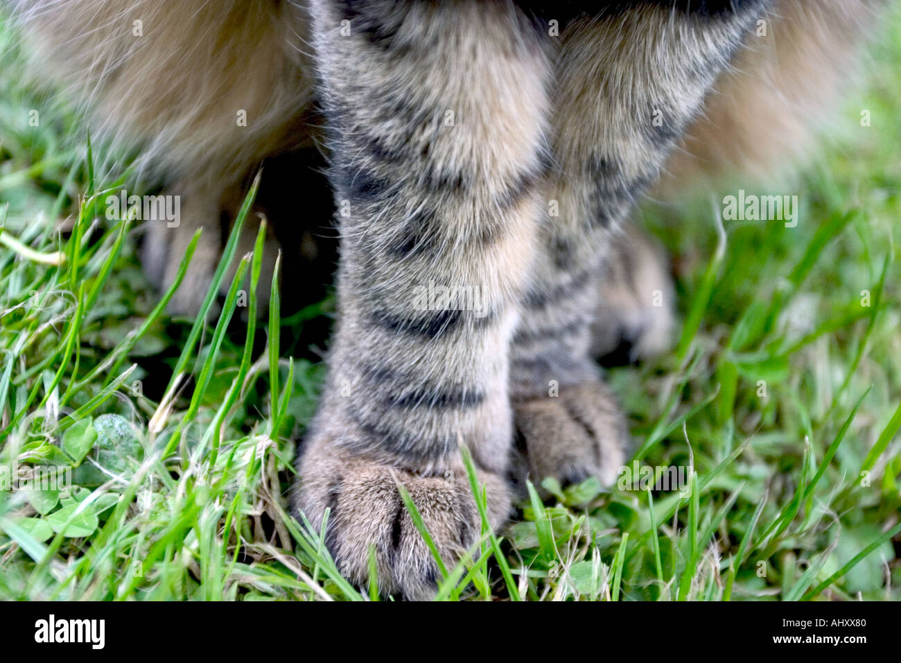 legs and feet of cat Stock Photo - Alamy
