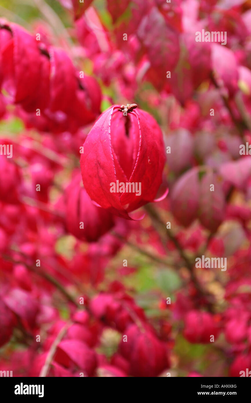 Close up of the red foliage of the Winged Spindle in autumn (Euonymus ...