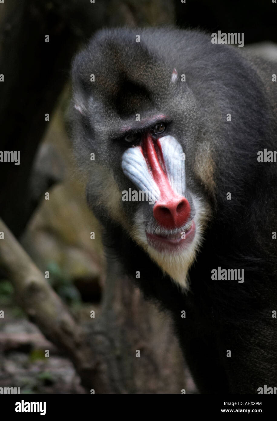 Mandril hi-res stock photography and images - Alamy