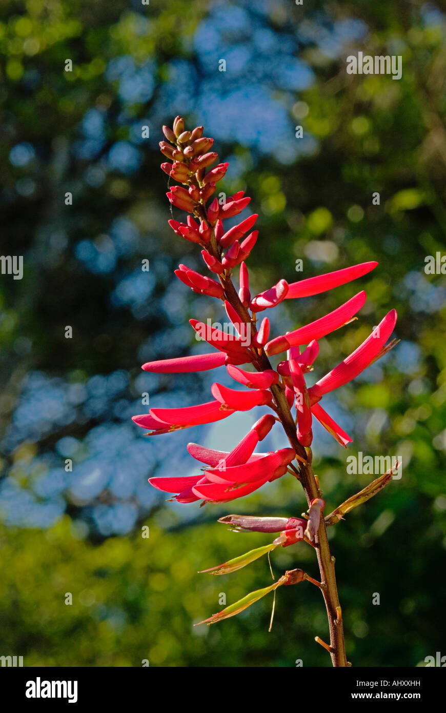 Coral Bean High Resolution Stock Photography and Images - Alamy
