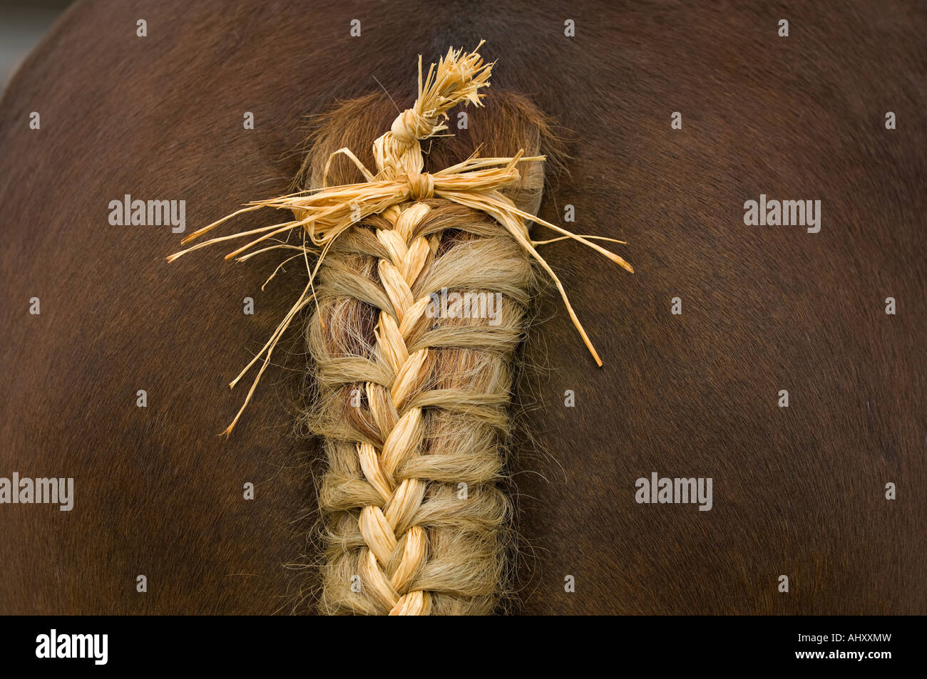 Horse Tail Braid Stock Photos & Horse Tail Braid Stock Images - Alamy