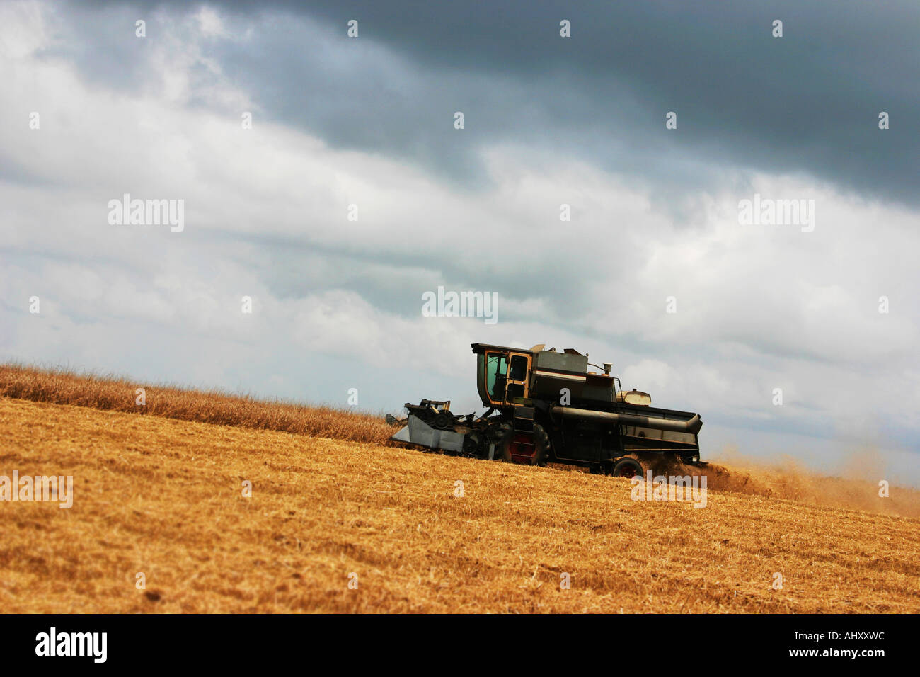 Farmer harvesting rice Stock Photo - Alamy