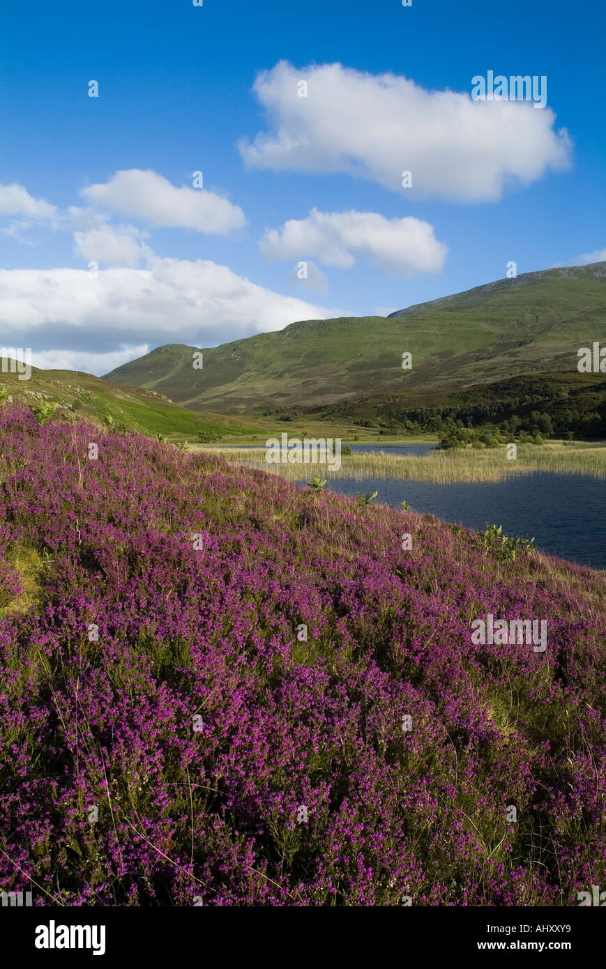 Schiehallion heather scotland hi-res stock photography and images - Alamy