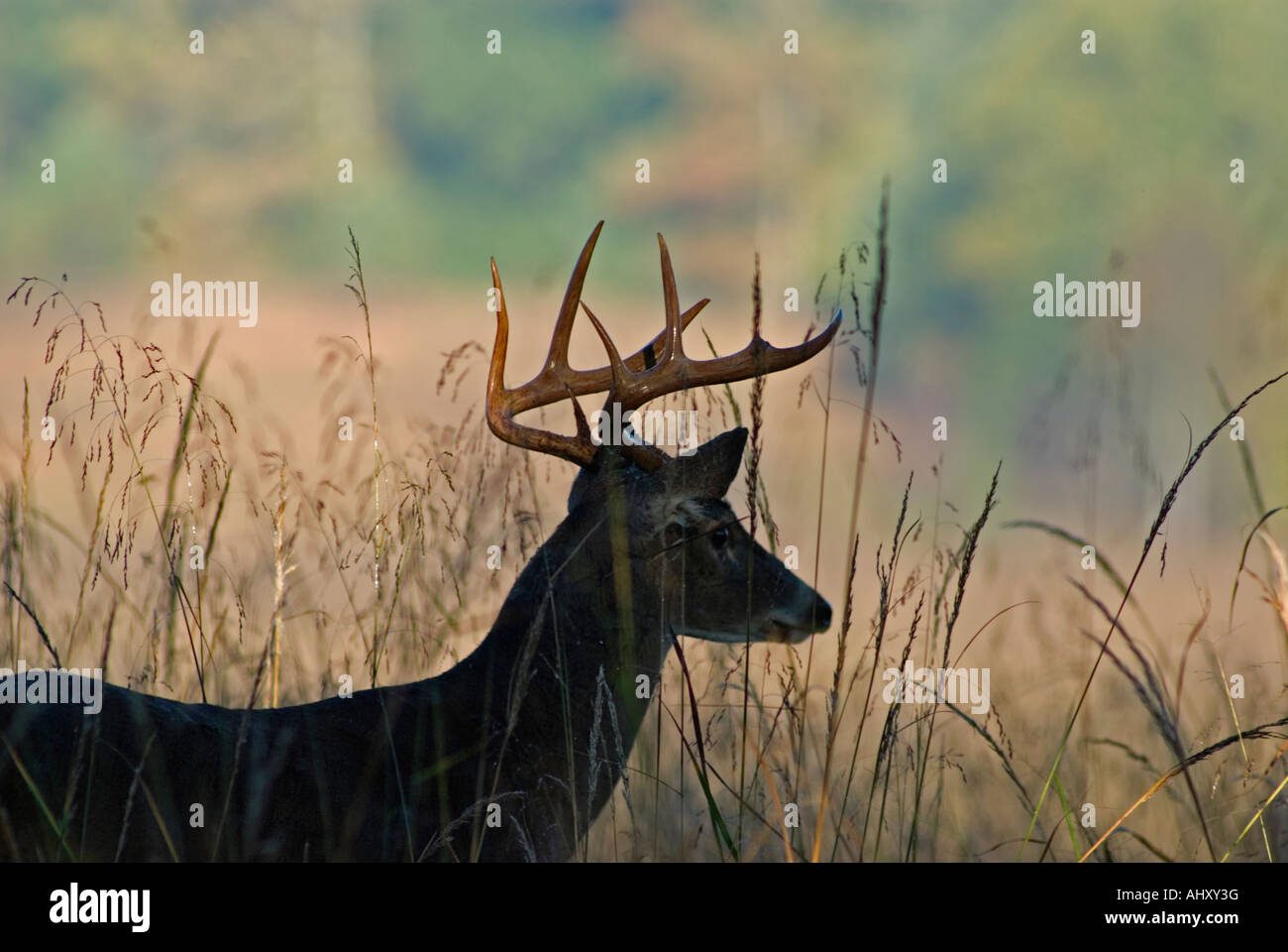 White-Tailed Deer, 9 point buck, Odocoileus virginianus, mammal Stock ...