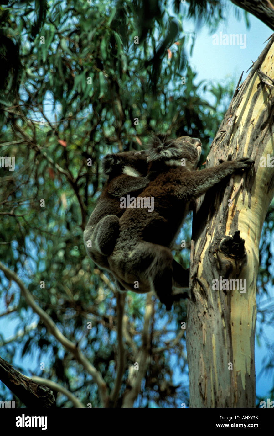 Kuala bear on tree hi-res stock photography and images - Alamy