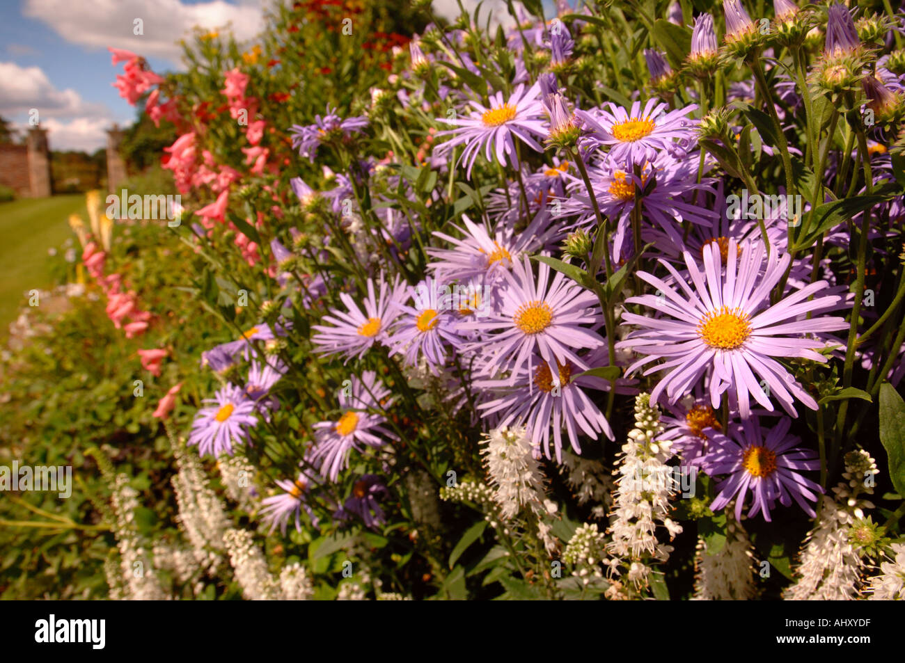 English flower border plant hi-res stock photography and images - Alamy