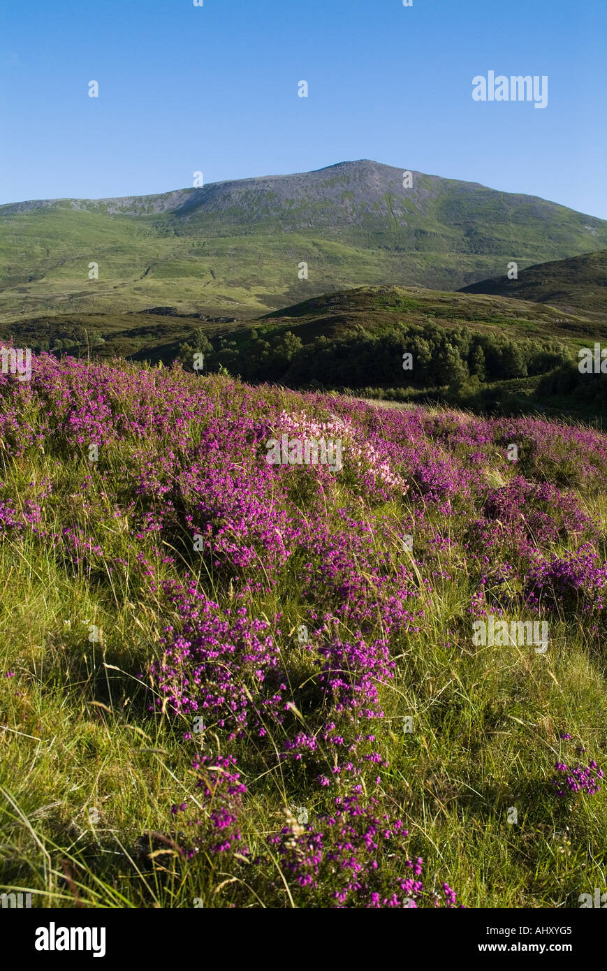 Schiehallion heather scotland hi-res stock photography and images - Alamy