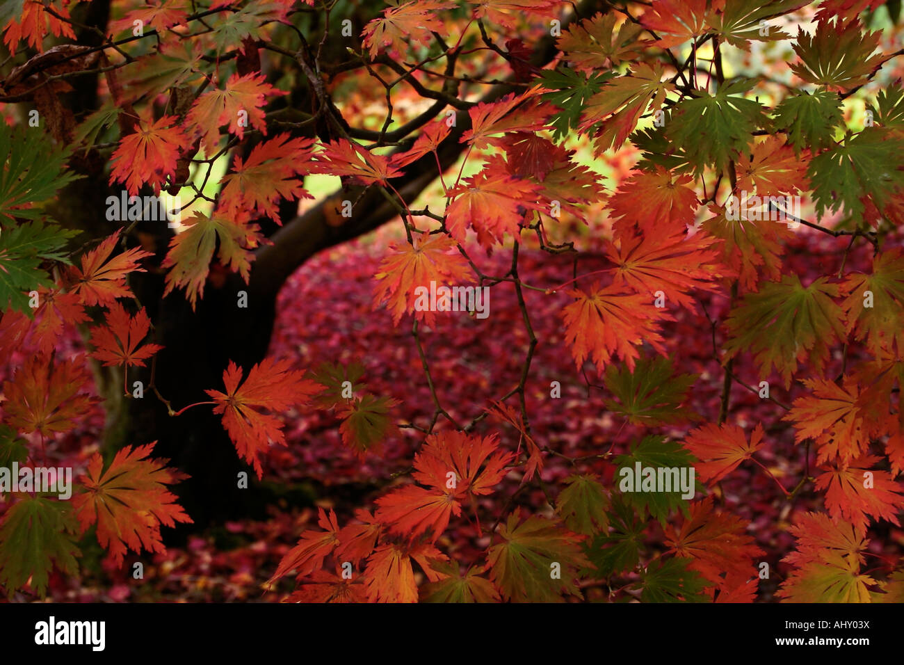 Autumn foliage of Full Moon Maple (Acer japonicum Aconitifolium Stock ...