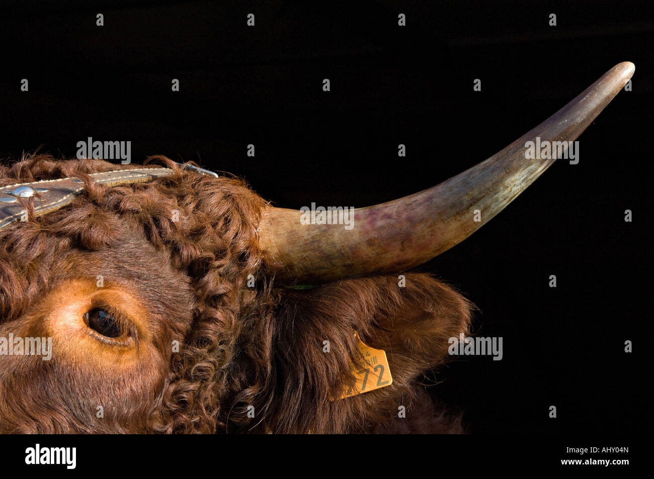 Head of a bull of Salers breed close-up Stock Photo - Alamy