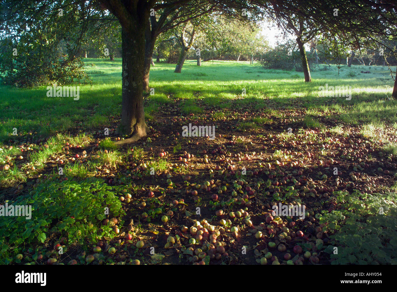Newton apple tree hi-res stock photography and images - Alamy