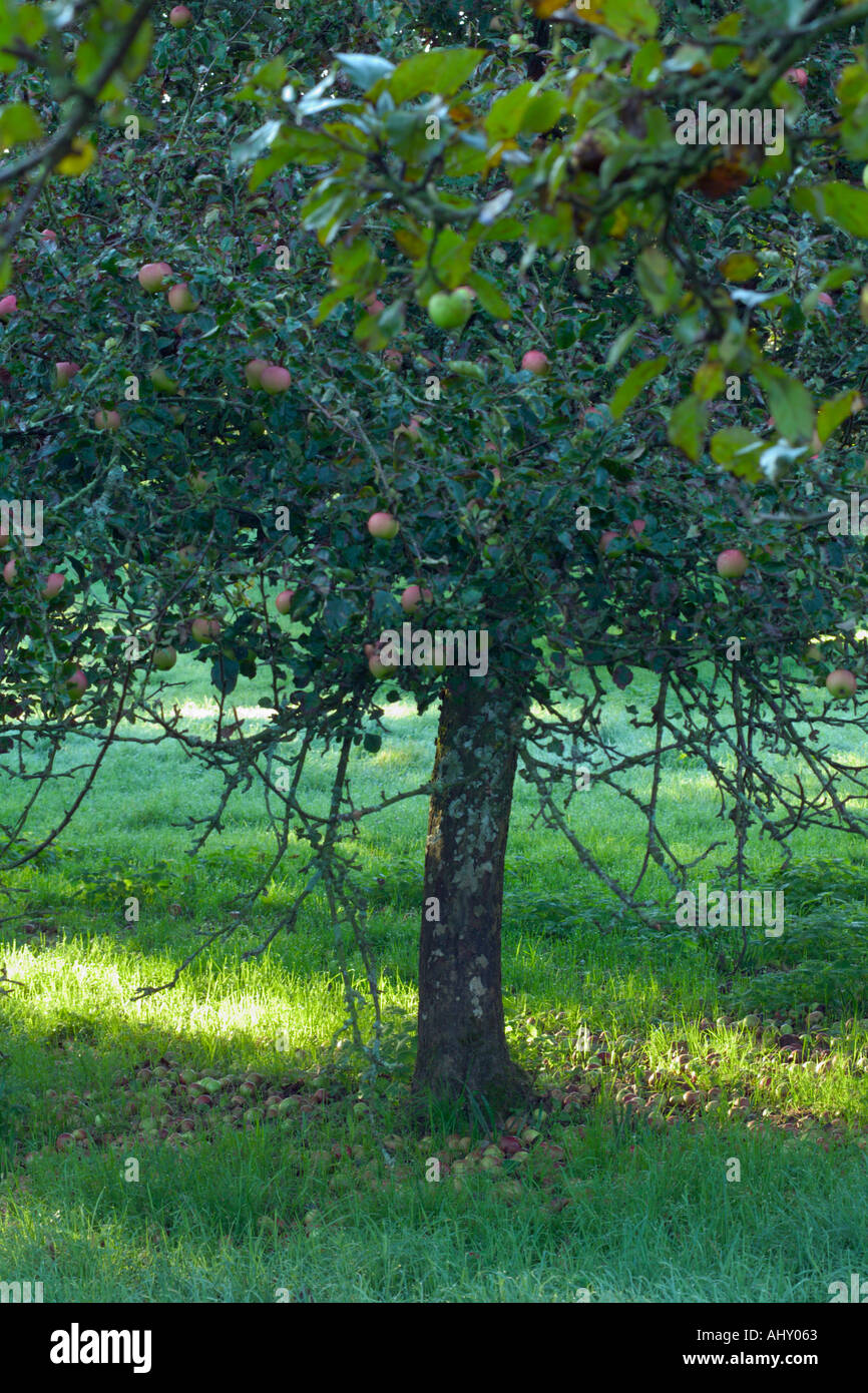 Newton apple tree hi-res stock photography and images - Alamy