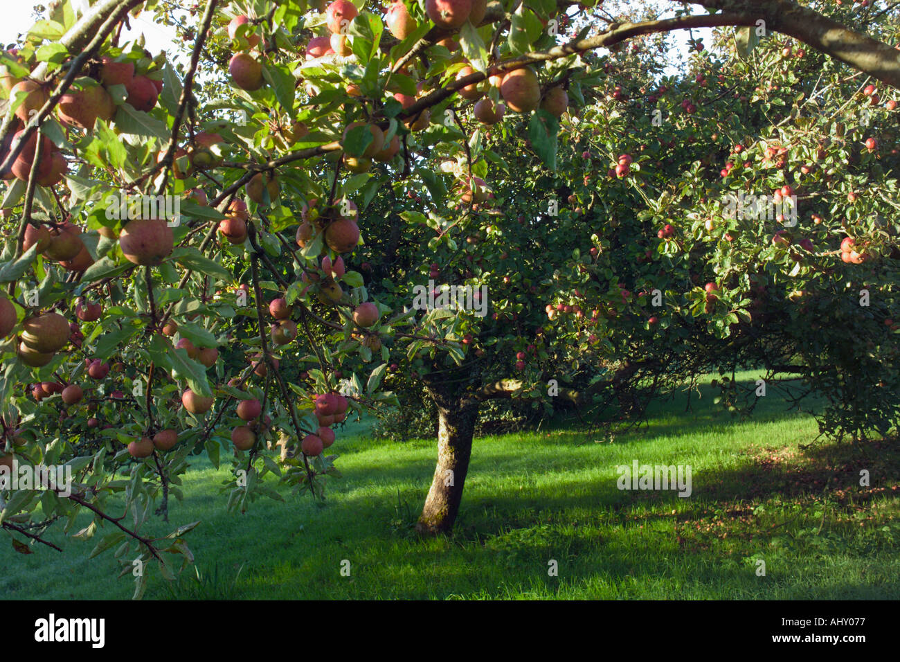 Newton apple tree hi-res stock photography and images - Alamy