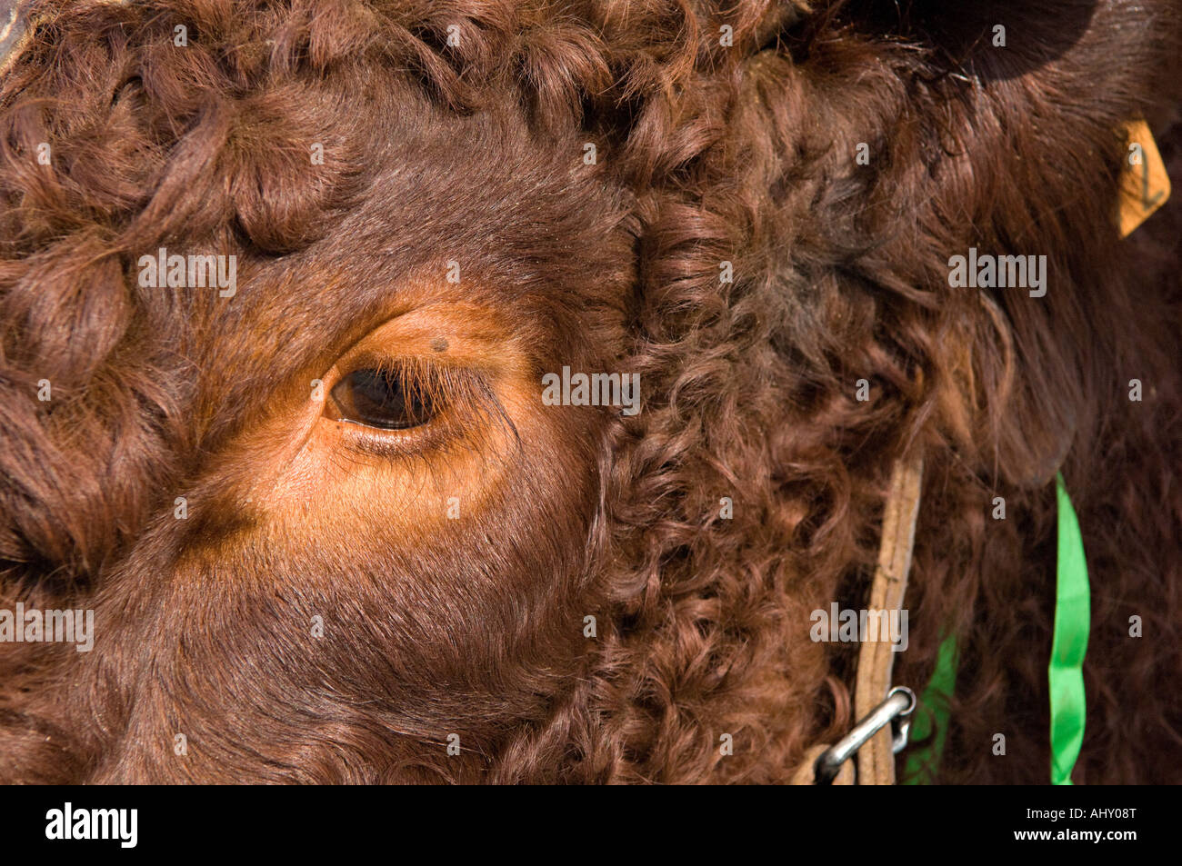 Head of a bull of Salers breed close-up Stock Photo - Alamy