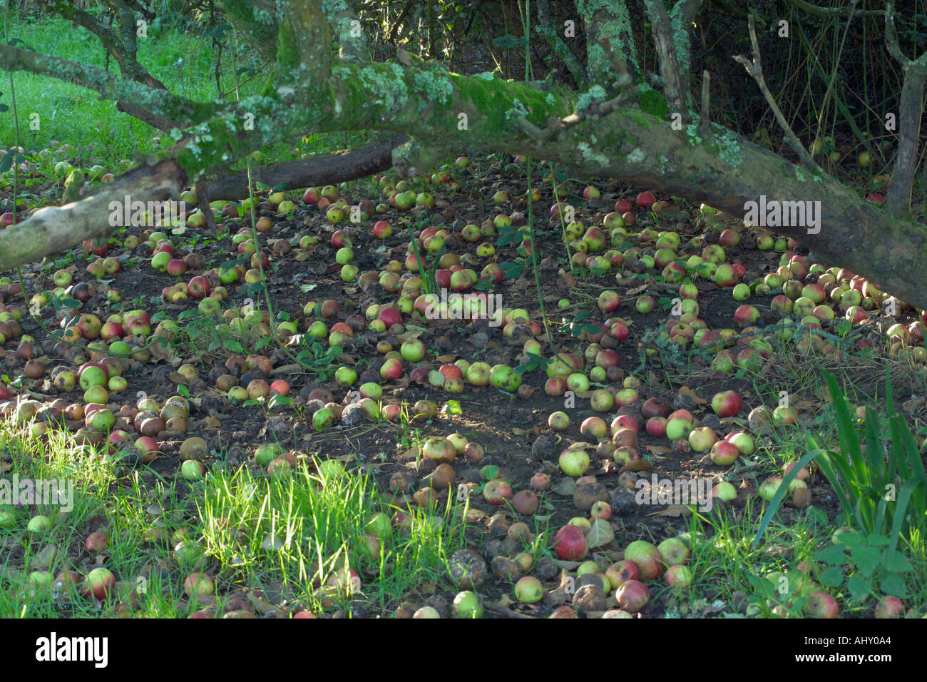 Devon apple tree hi-res stock photography and images - Alamy