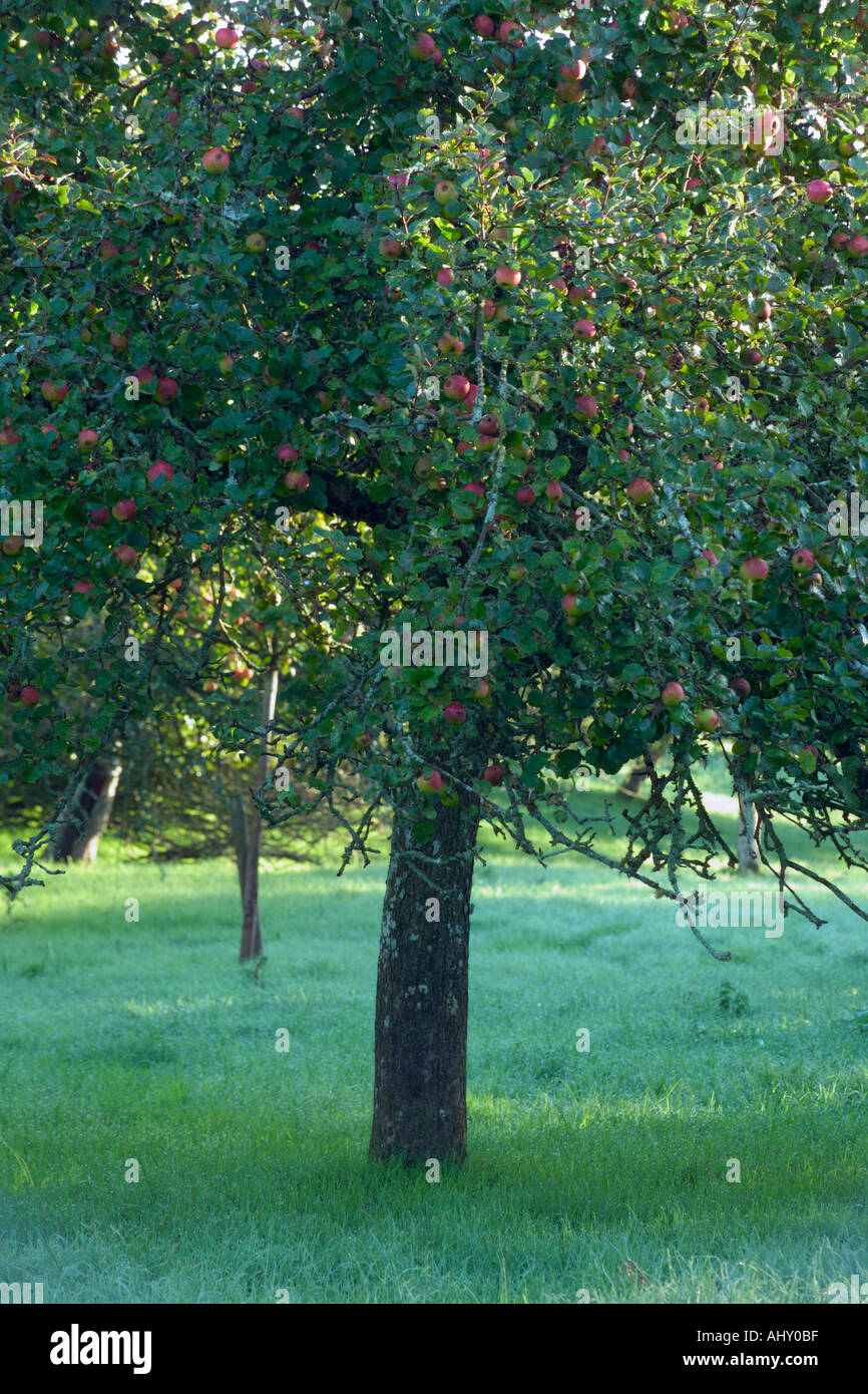 Newton apple tree hi-res stock photography and images - Alamy