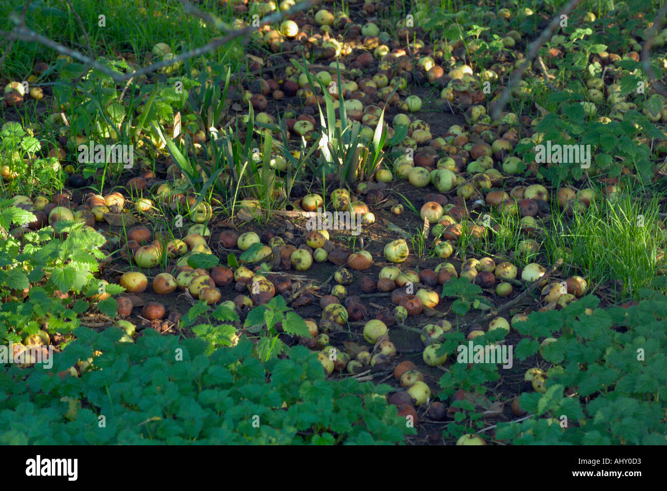 Devon apple tree hi-res stock photography and images - Alamy