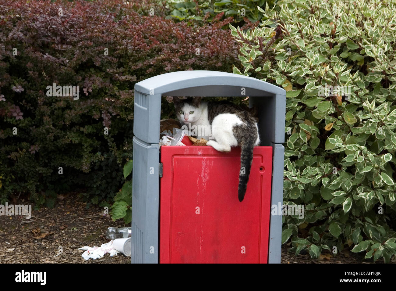 Cat in bin hi-res stock photography and images - Alamy