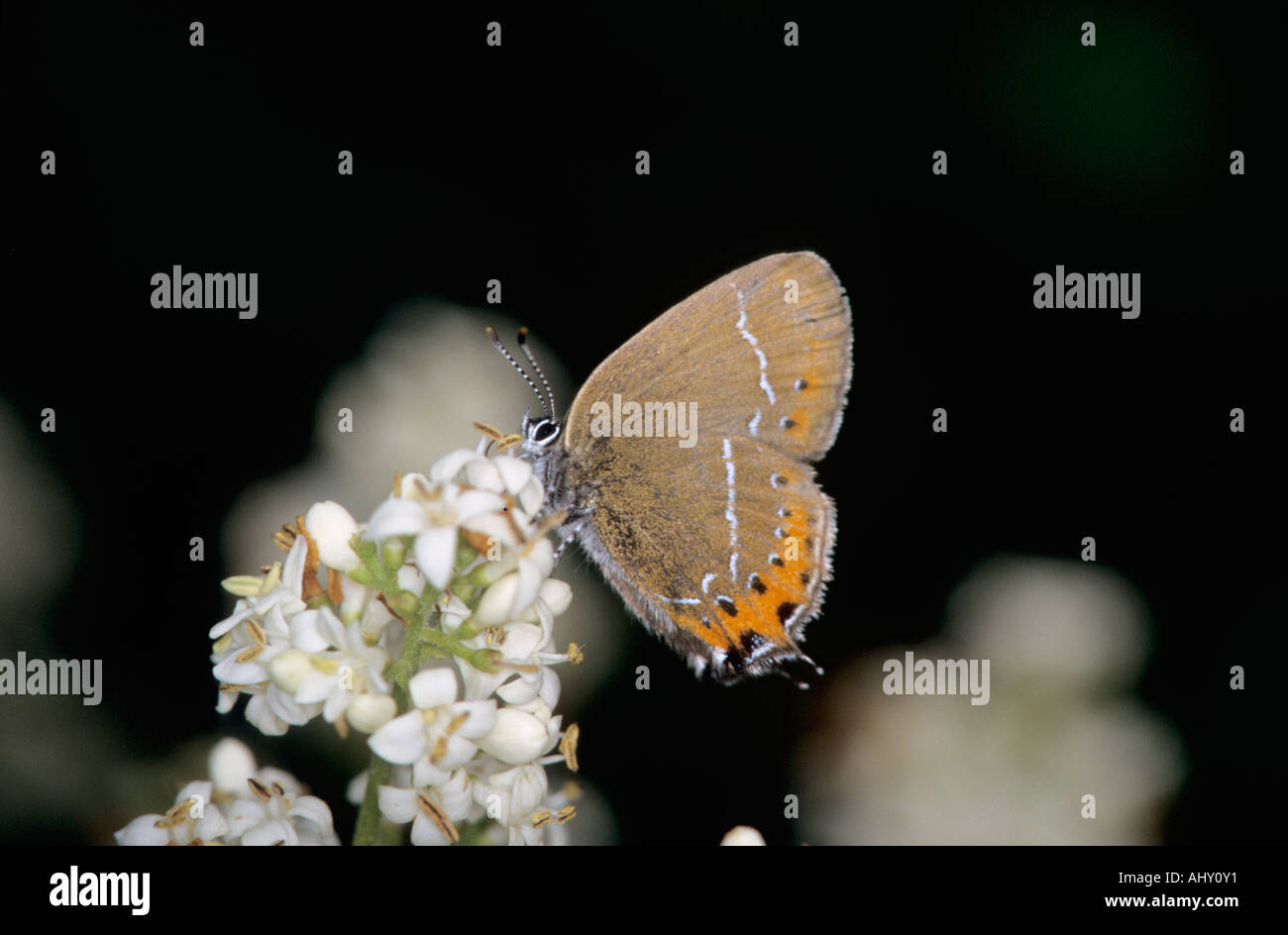 Strymonidia pruni hi-res stock photography and images - Alamy