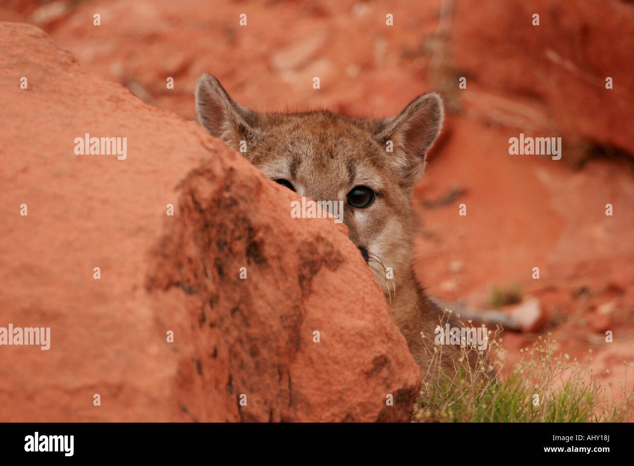 Hiding among rocks hi-res stock photography and images - Alamy