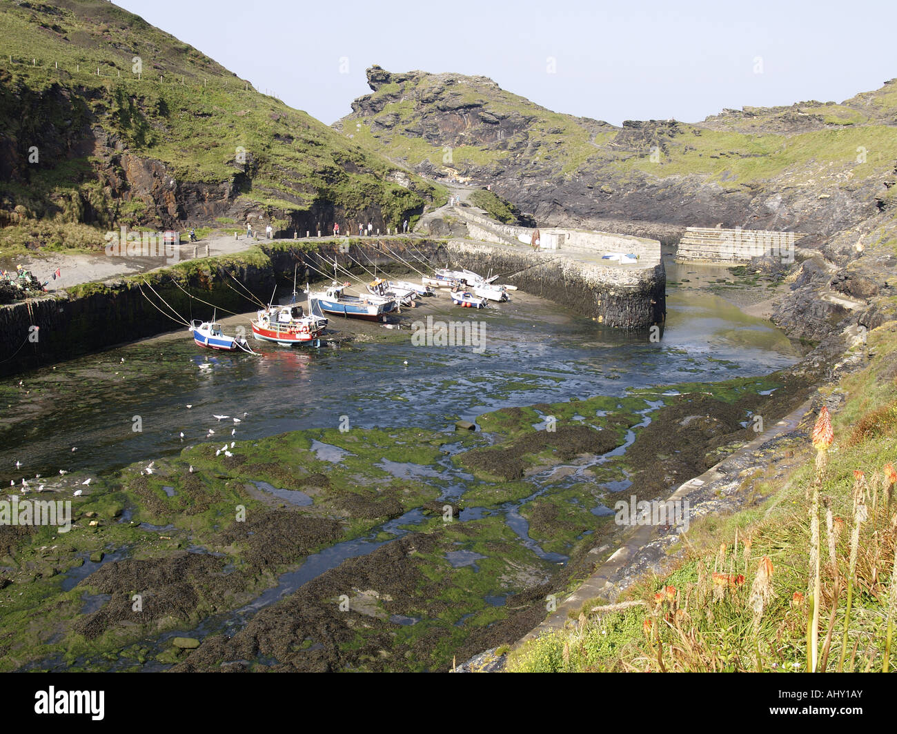 Boscastle harbour at low tide Stock Photo - Alamy