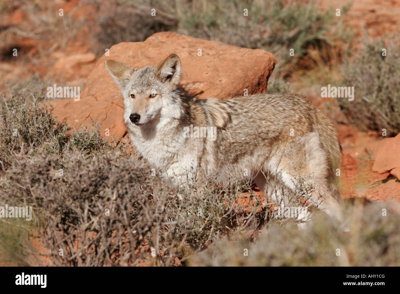Coyote in desert environment Stock Photo - Alamy