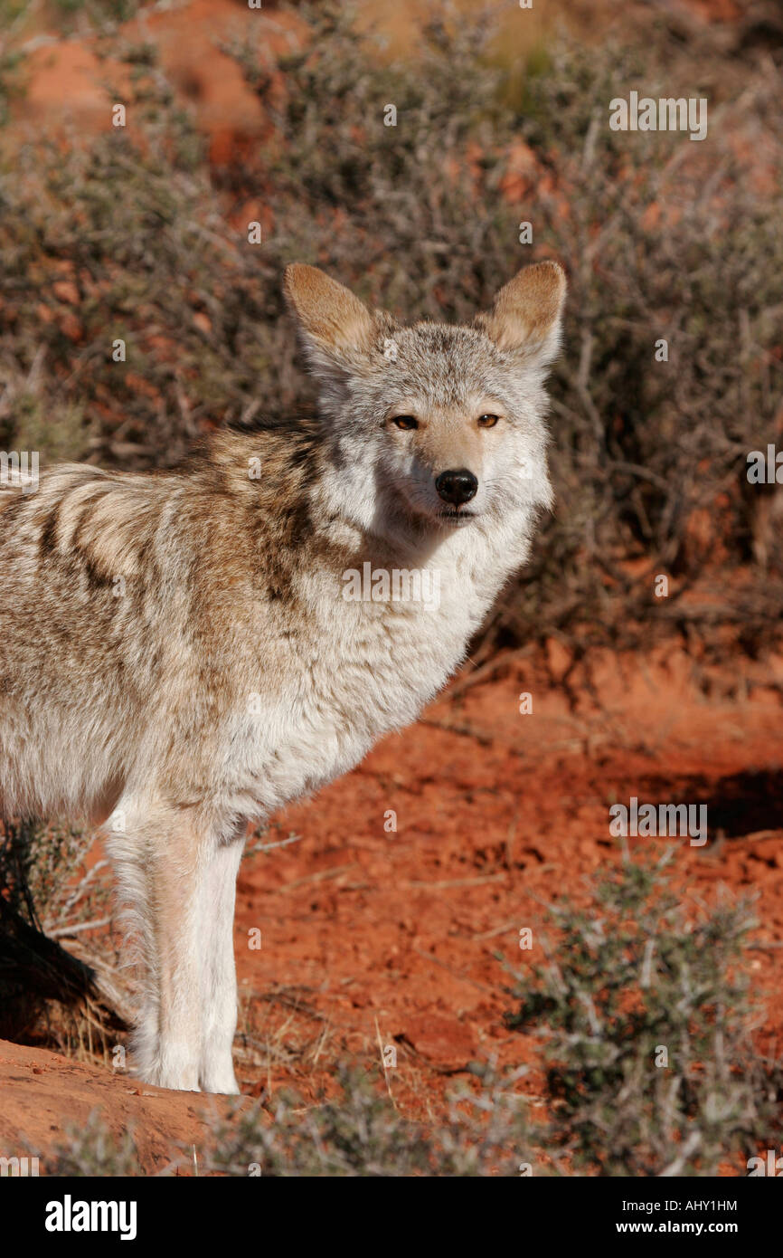 Coyote in desert environment Stock Photo - Alamy