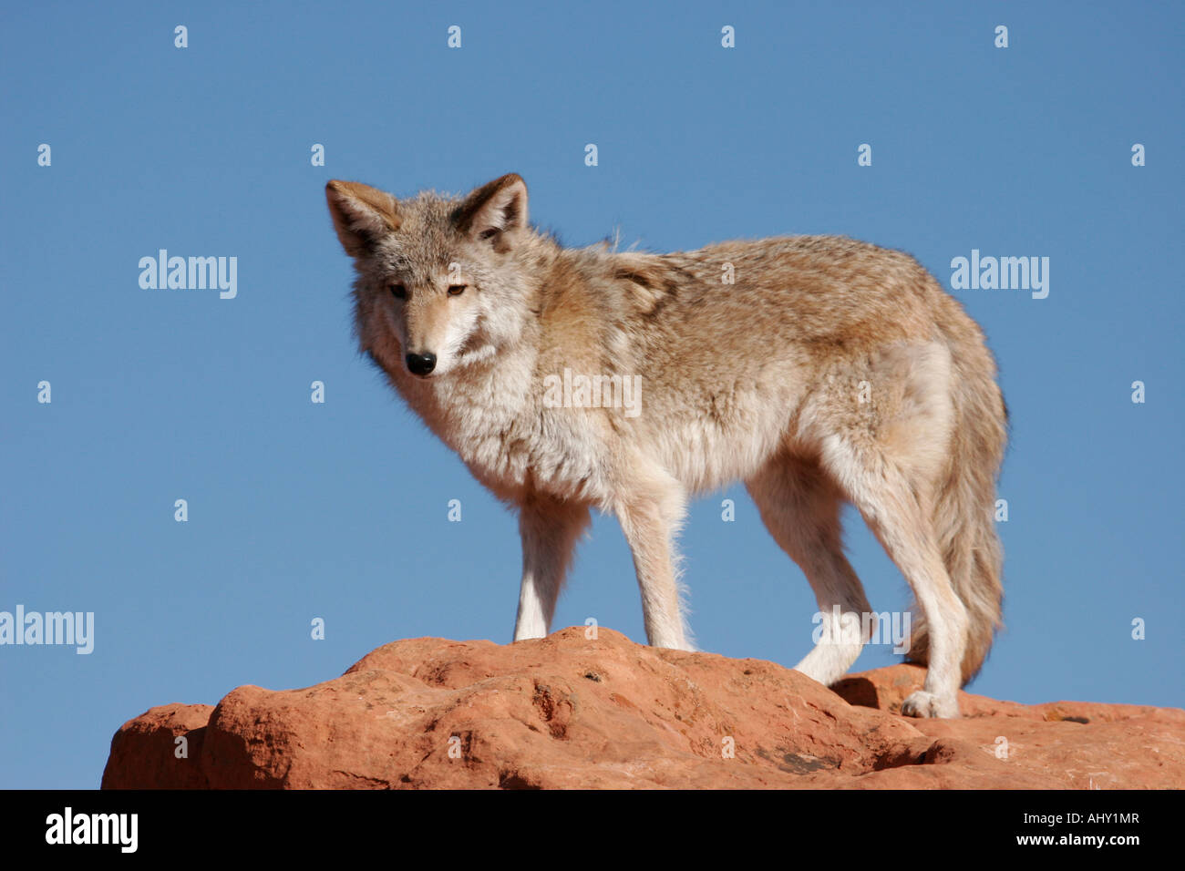 Coyote on red rocks with blue sky Stock Photo - Alamy