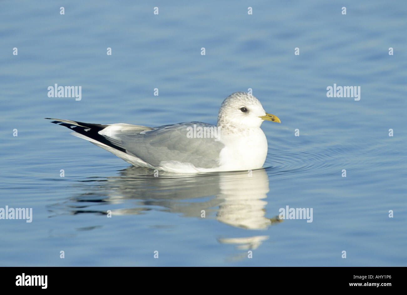 common gull larus canus solitary bird on water in tidal coastal estuary ...