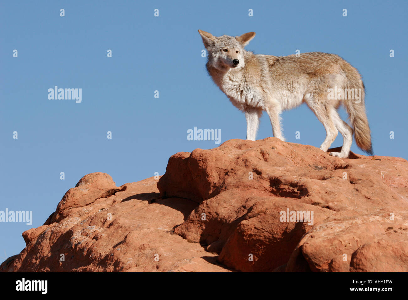 Coyote on red rocks with blue sky Stock Photo - Alamy