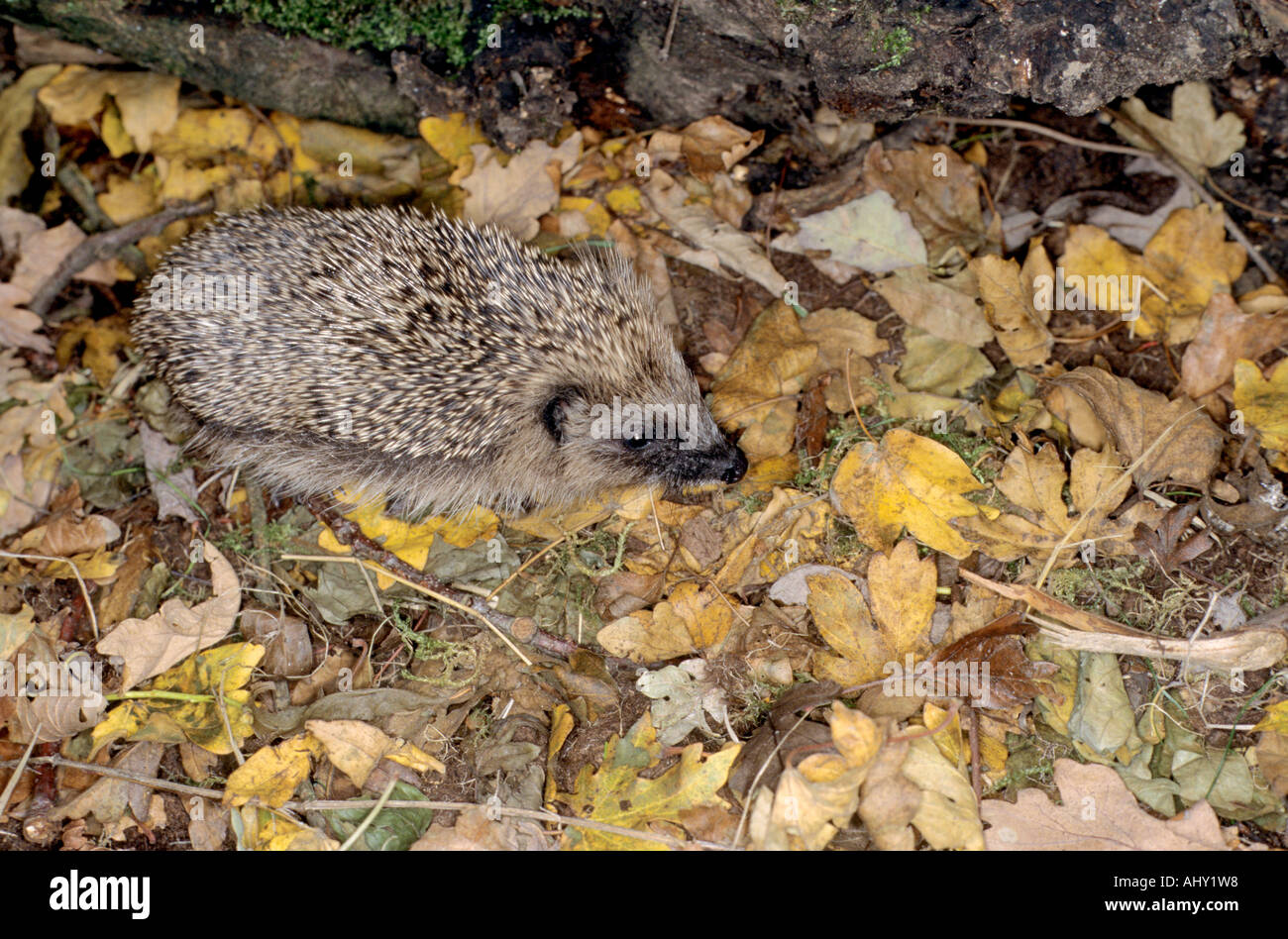 Hedgehog erinaceus europaeus walking through woodland floor autumn ...