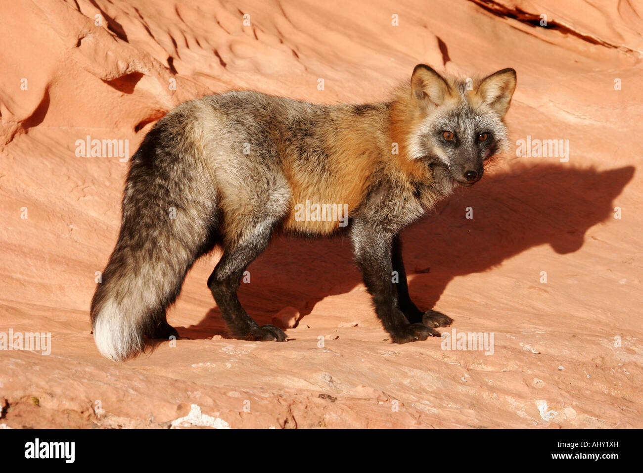 Utah fox hi-res stock photography and images - Alamy