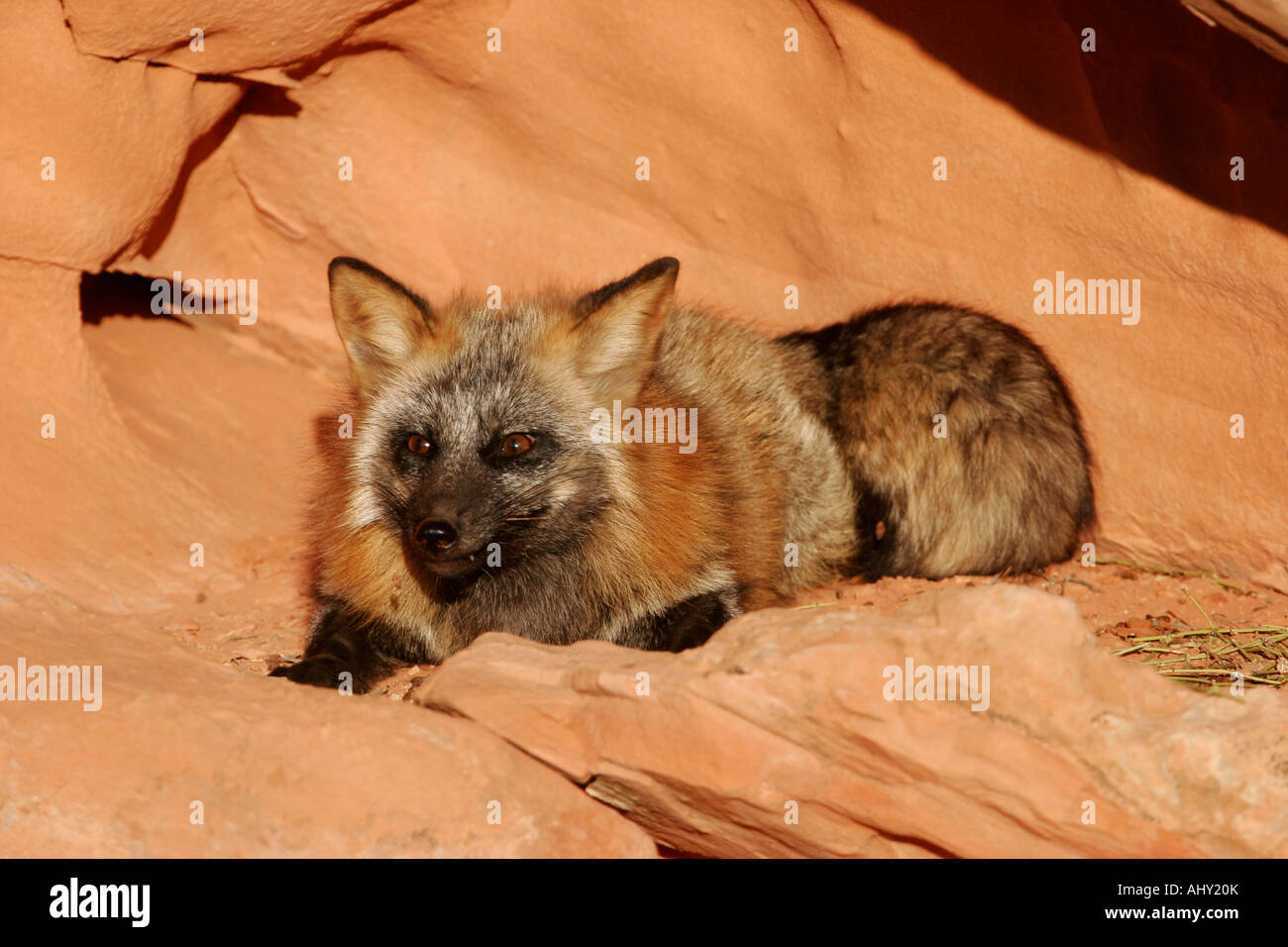 Utah fox hi-res stock photography and images - Alamy
