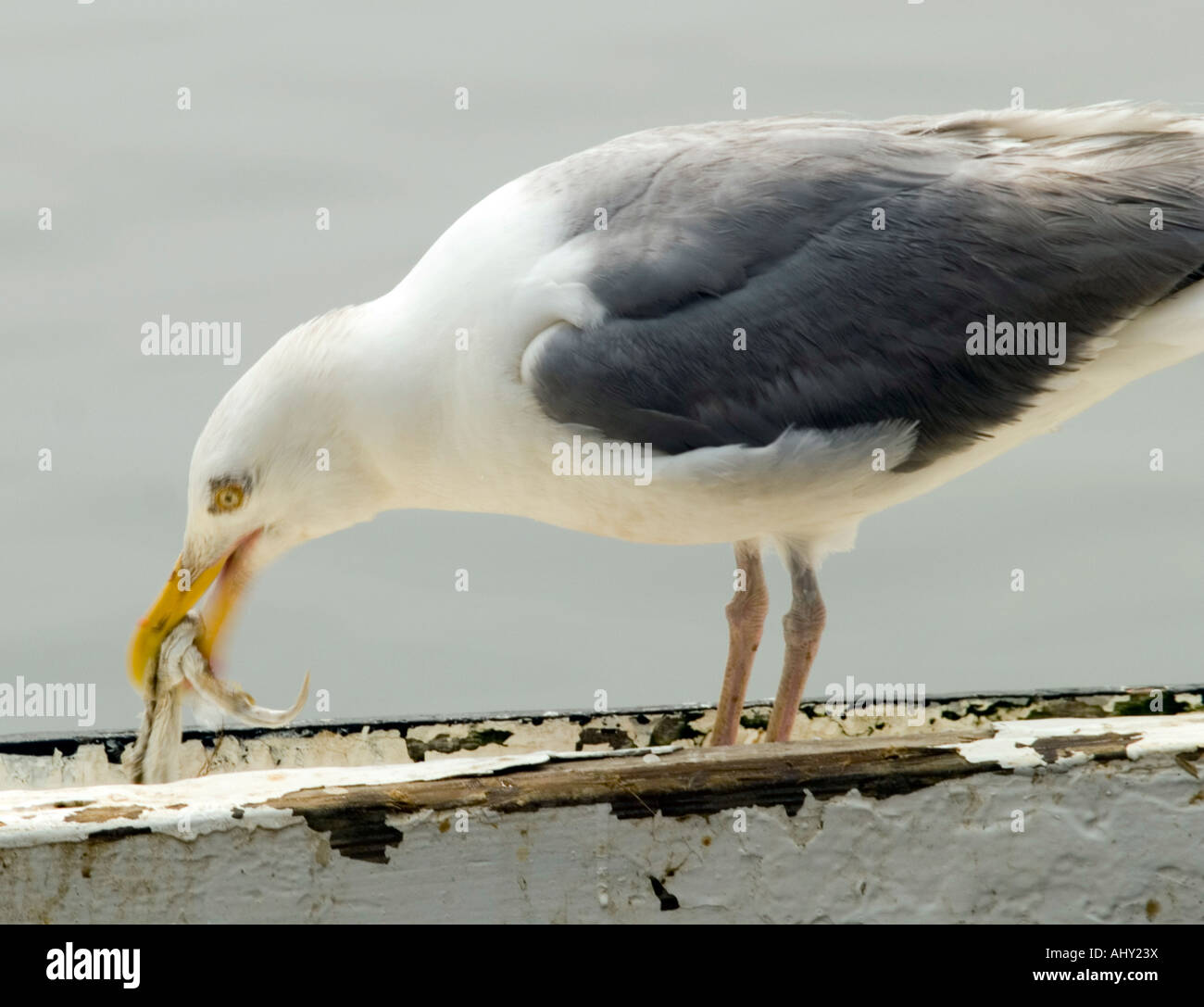 A gull pulls at some food on a boat in the harbor at Menemsha, Martha's ...
