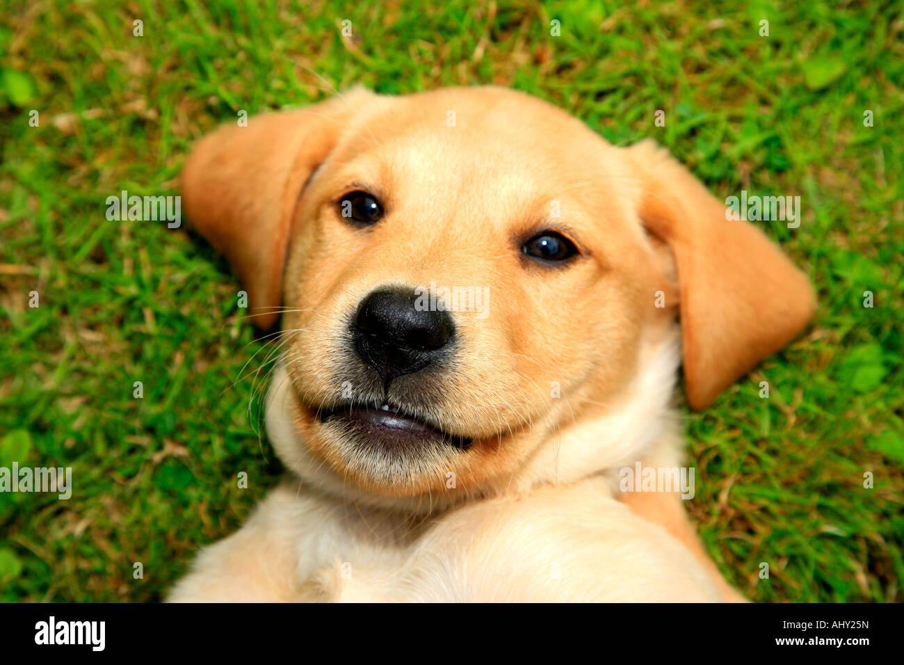 Pedigree Golden Labrador Puppy laying on her back Stock Photo - Alamy