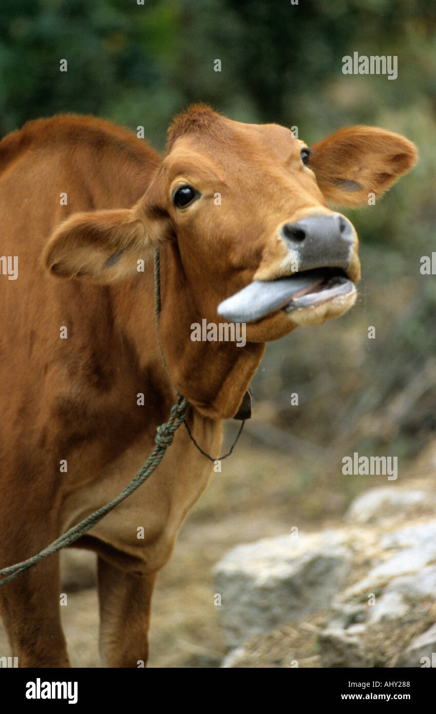 Calves With Swollen Tongue at Zane Murray-prior blog