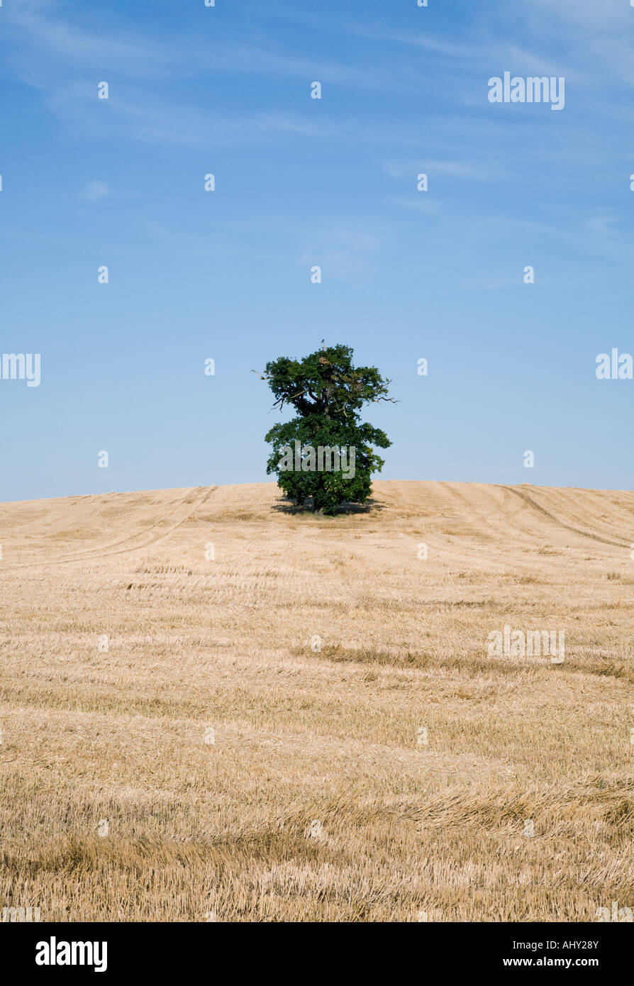 A LONE OAK TREE STANDS ON THE BROW OF A HILL SURROUNDED BY CUT WHEAT ...