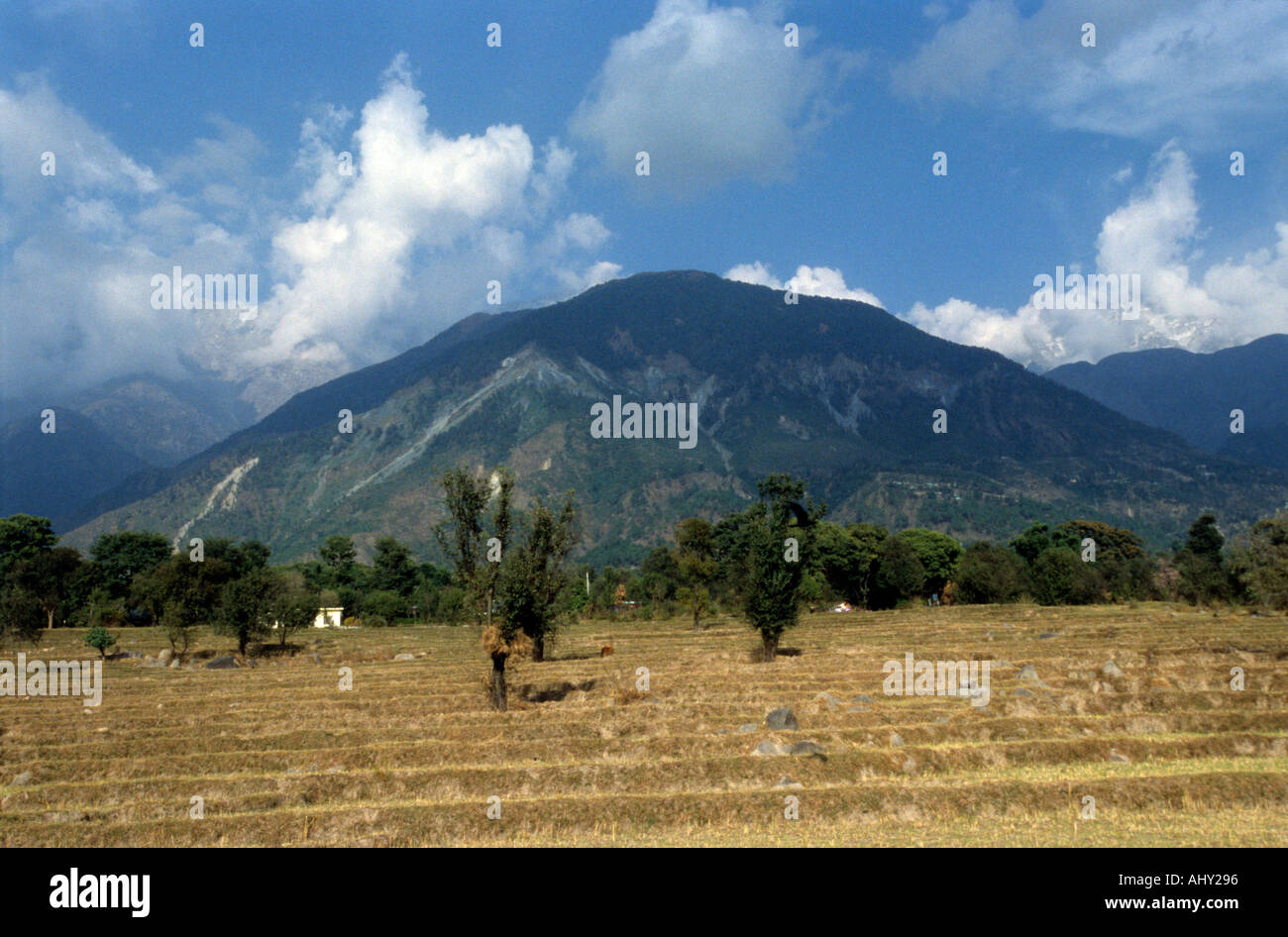 Mountain and yellow paddy rice fields in Kangra valley Himachal Pradesh ...