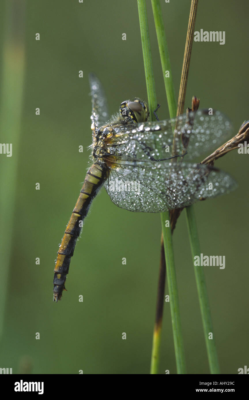 Common Darter Dragonfly sympetrum striolatum Stock Photo - Alamy