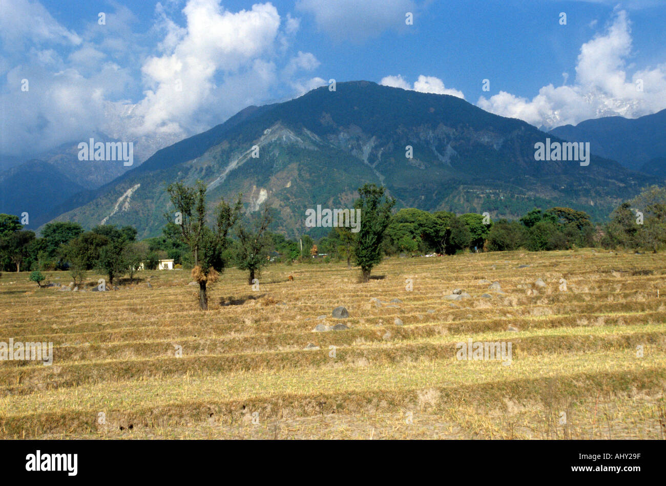 Kangra valley himachal pradesh hi-res stock photography and images - Alamy
