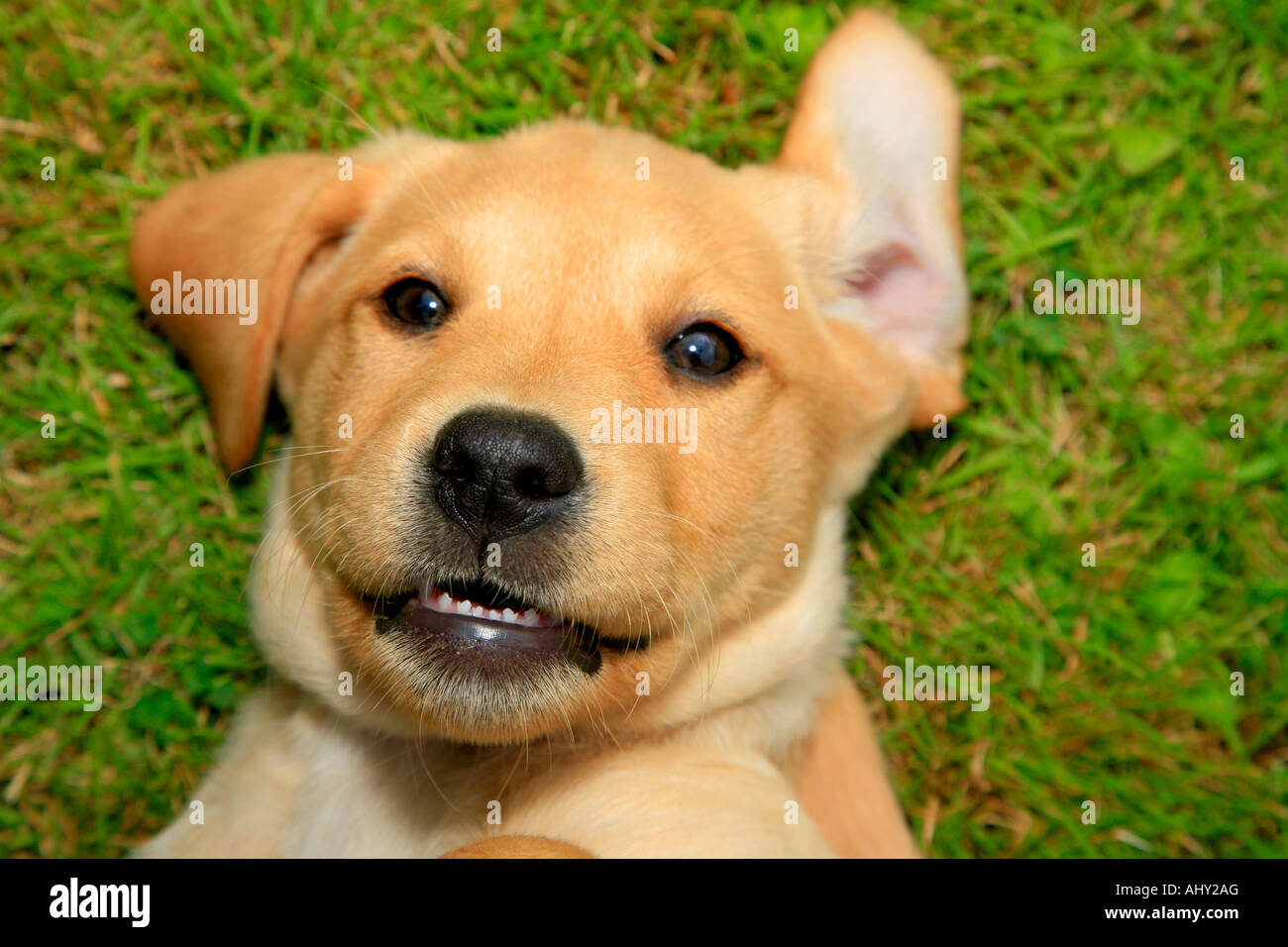 Pedigree Golden Labrador Puppy laying on her back Stock Photo - Alamy